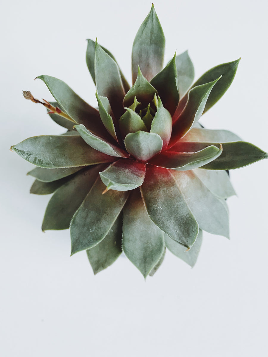 “Pacific Blue Ice” Succulent – The Flower Market on 7th