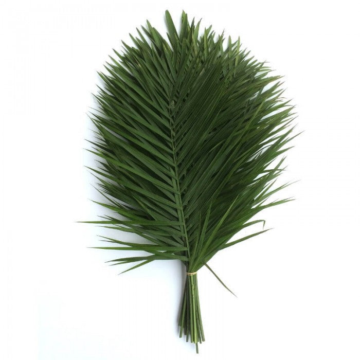 Teepee Palm – The Flower Market on 7th